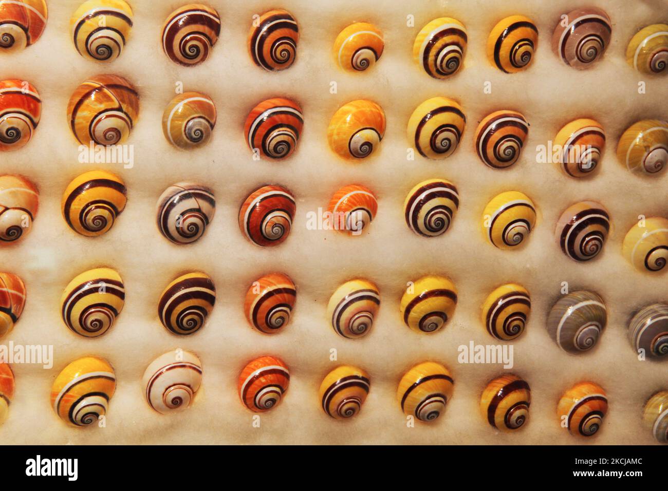 Cuban bush snails hi-res stock photography and images - Alamy