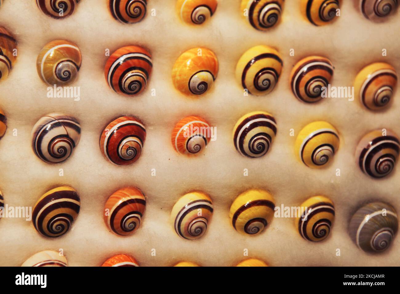 Bailey mathews museum hi-res stock photography and images - Alamy