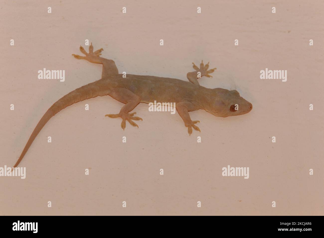 Indian house gecko hi-res stock photography and images - Alamy