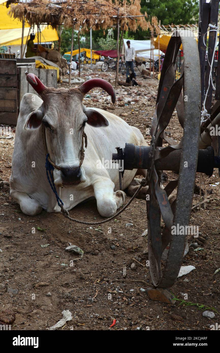 Bullock resting hi-res stock photography and images - Alamy