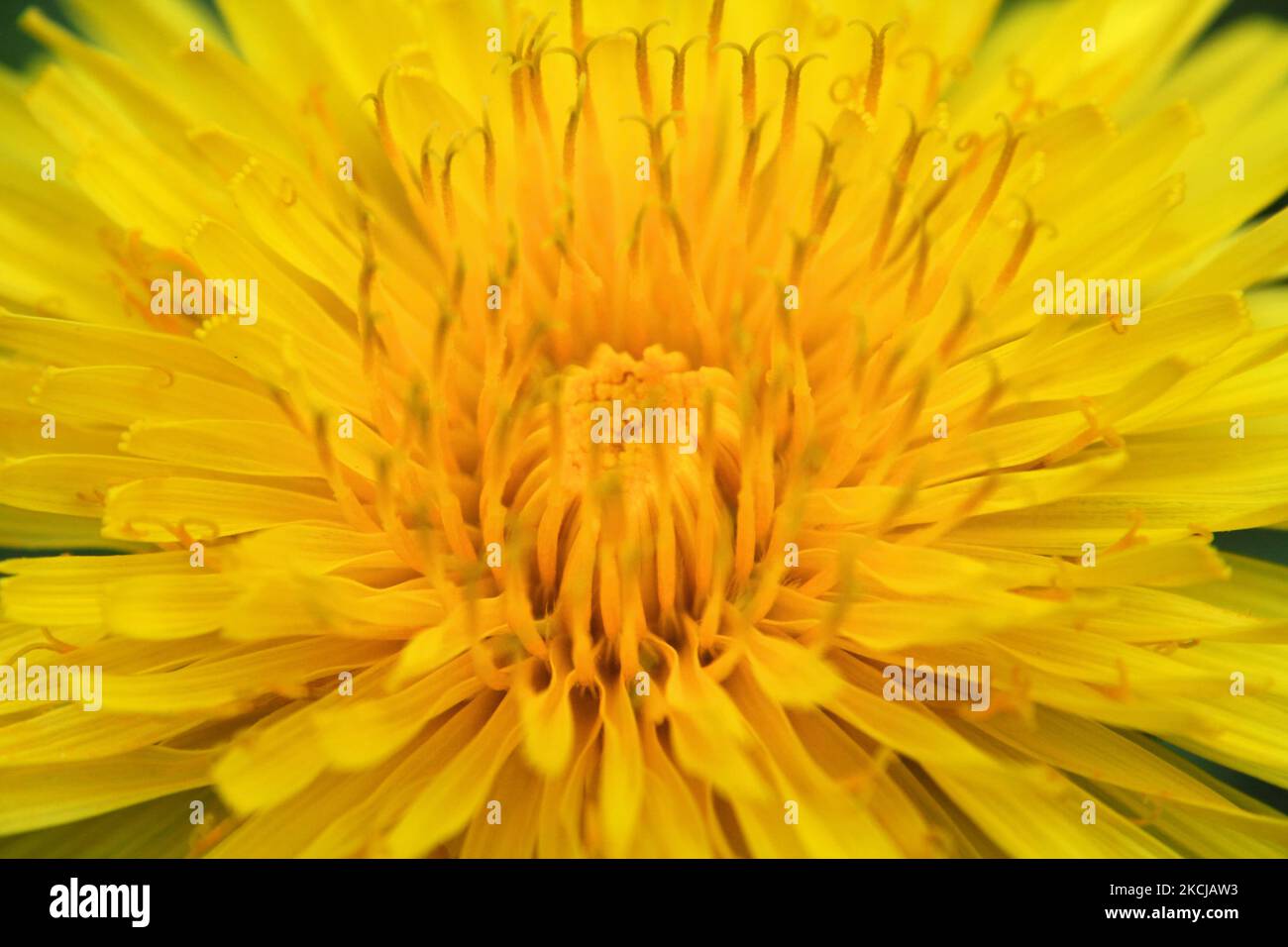 Close-up of a dandelion (Taraxacum) flower in Ontario, Canada. (Photo ...