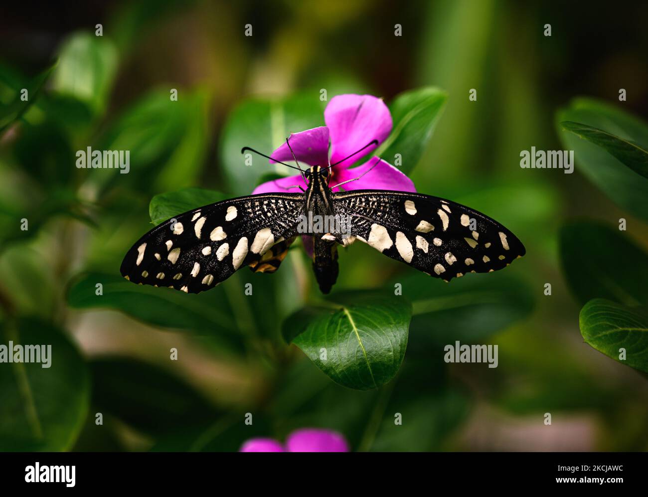 A Lime Butterfly (Papilio demoleus) with congenital crinkled Wings is ...