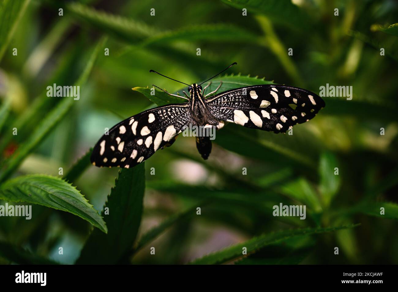 A Lime Butterfly (Papilio demoleus) with congenital crinkled Wings is ...