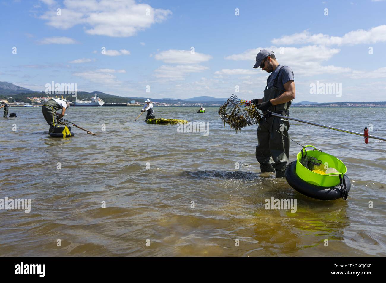 A Shellfisherman collects clams at the Arenal beach in the Ria of Arosa ...