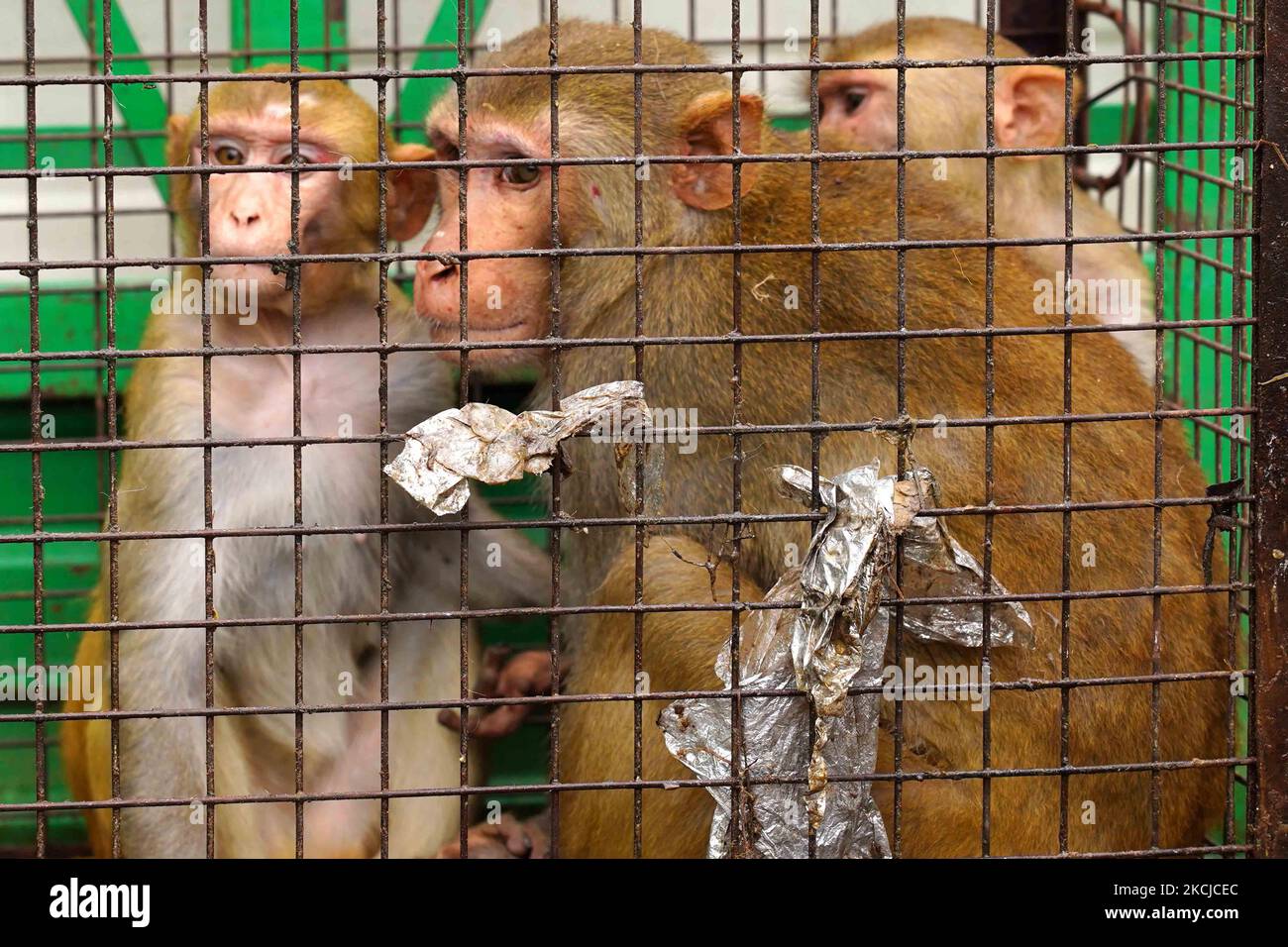 A Wild monkeys huddle in a cage after being caught by trappers at the ...