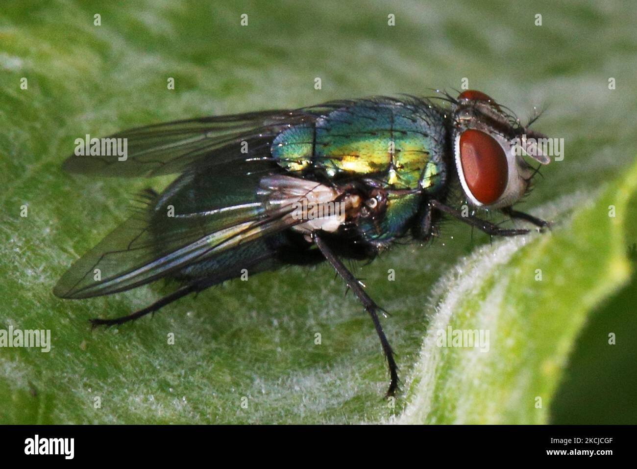 Lucilia sericata photo hi-res stock photography and images - Alamy