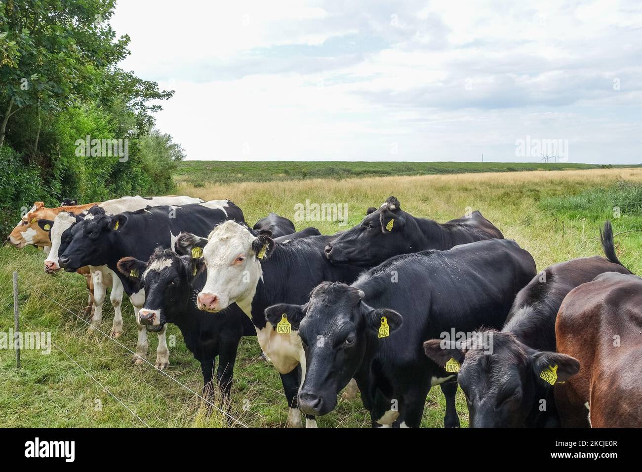 Herd of cows on the pasture is seen near Allerup, Denmark on 5 August ...