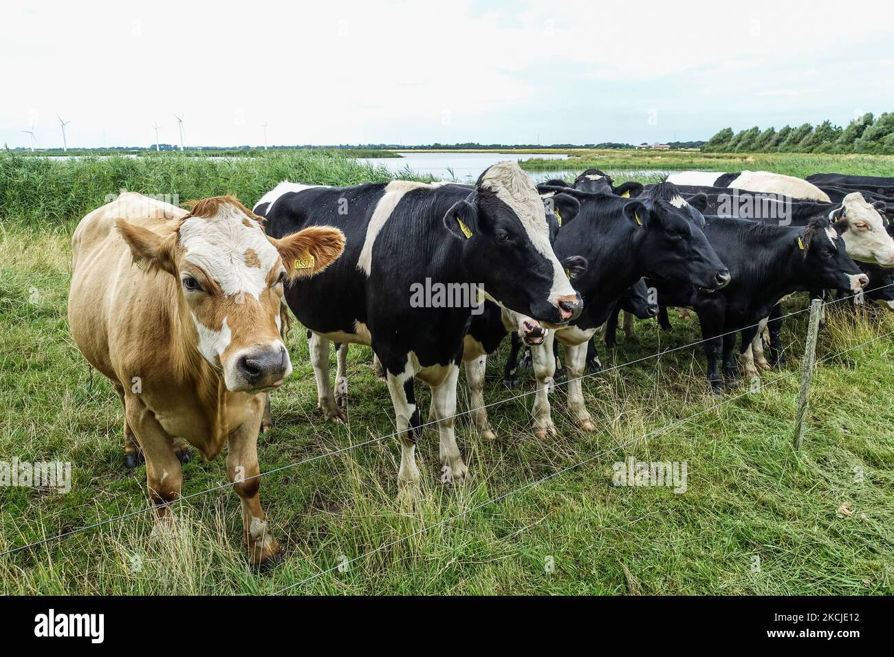 Herd of cows on the pasture is seen near Allerup, Denmark on 5 August ...