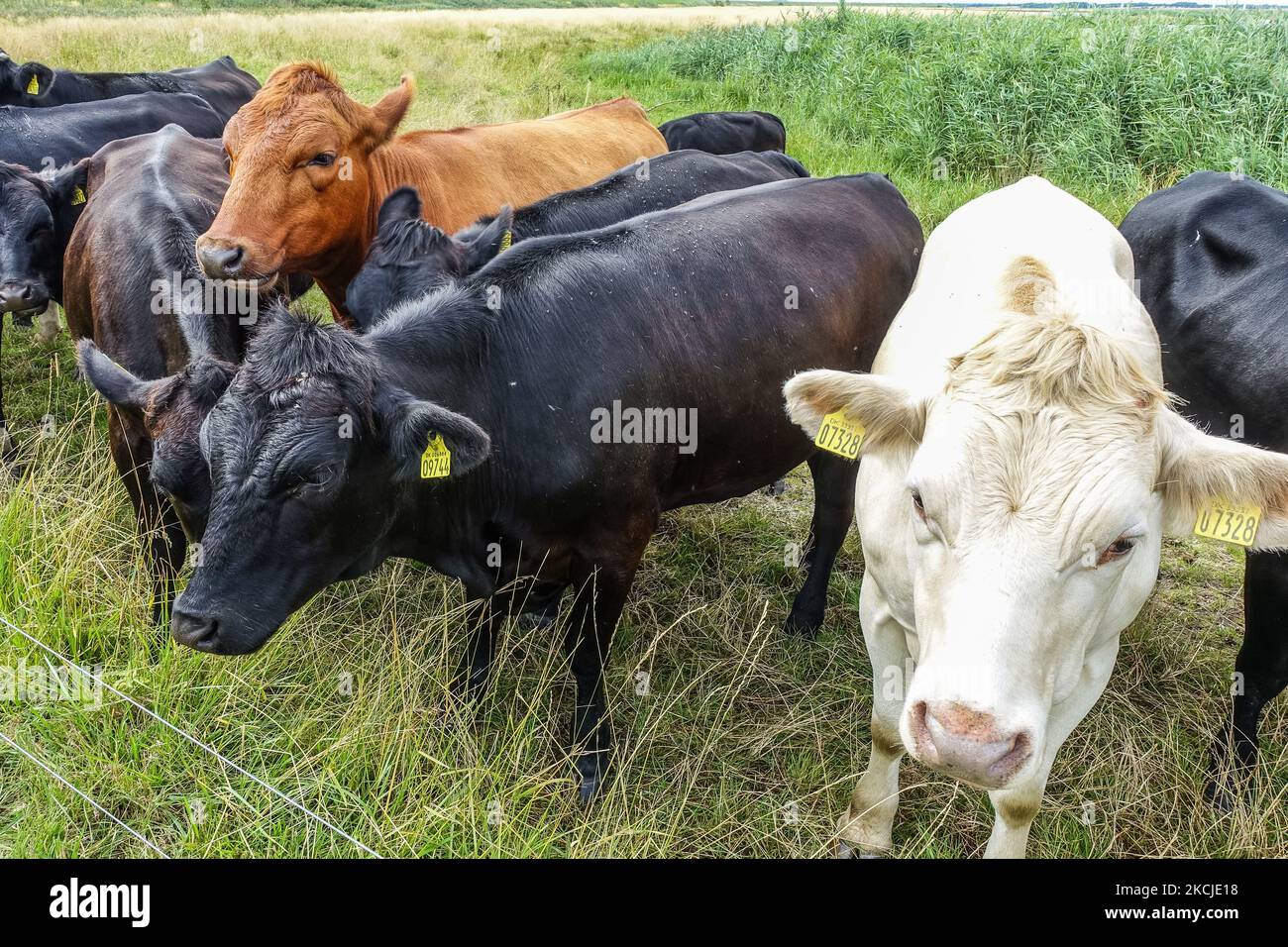 Herd of cows on the pasture is seen near Allerup, Denmark on 5 August ...