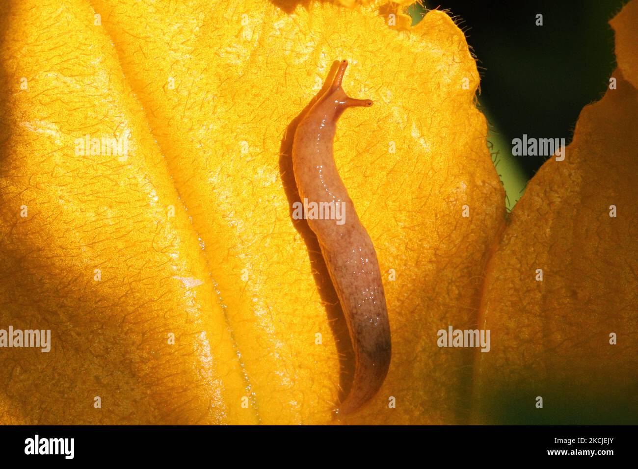 Ontario slugs hi-res stock photography and images - Alamy