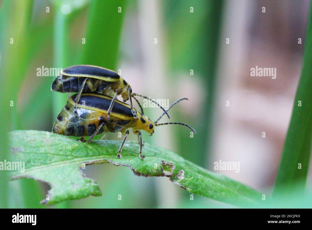 Goldenrod leaf beetles hi-res stock photography and images - Alamy