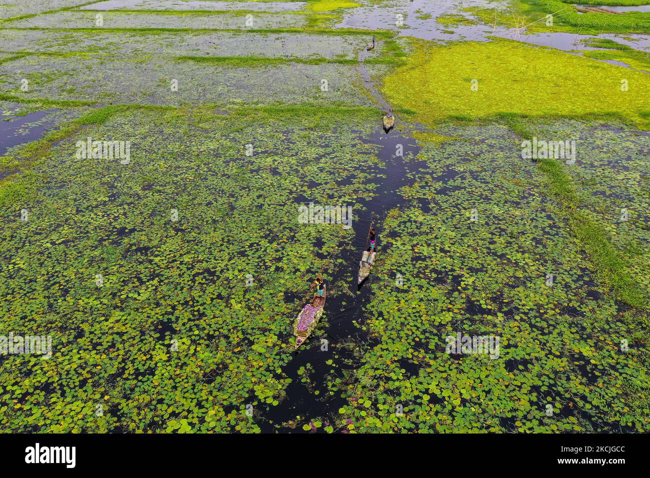 (Editor’s note: Image taken with a drone.) Farmer after collecting ...