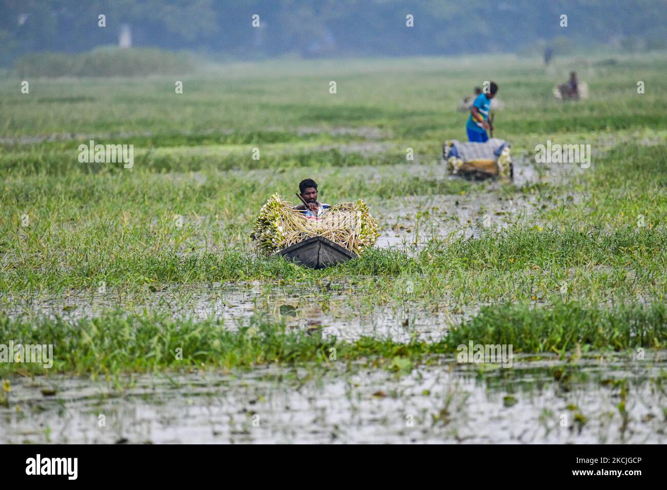 Farmer after collecting water lily from Arial Bill was coming to sell ...
