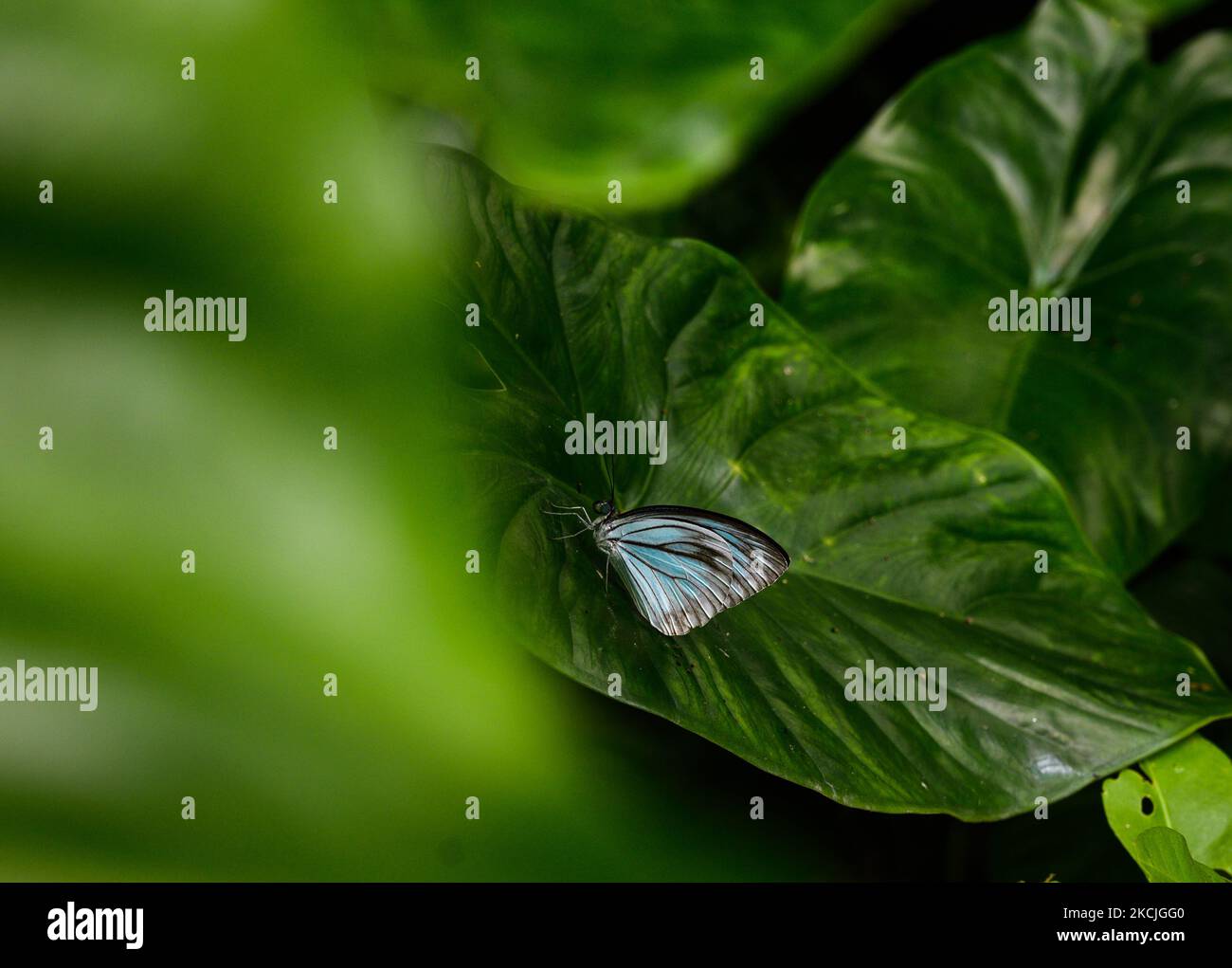 Pareronia hi-res stock photography and images - Alamy