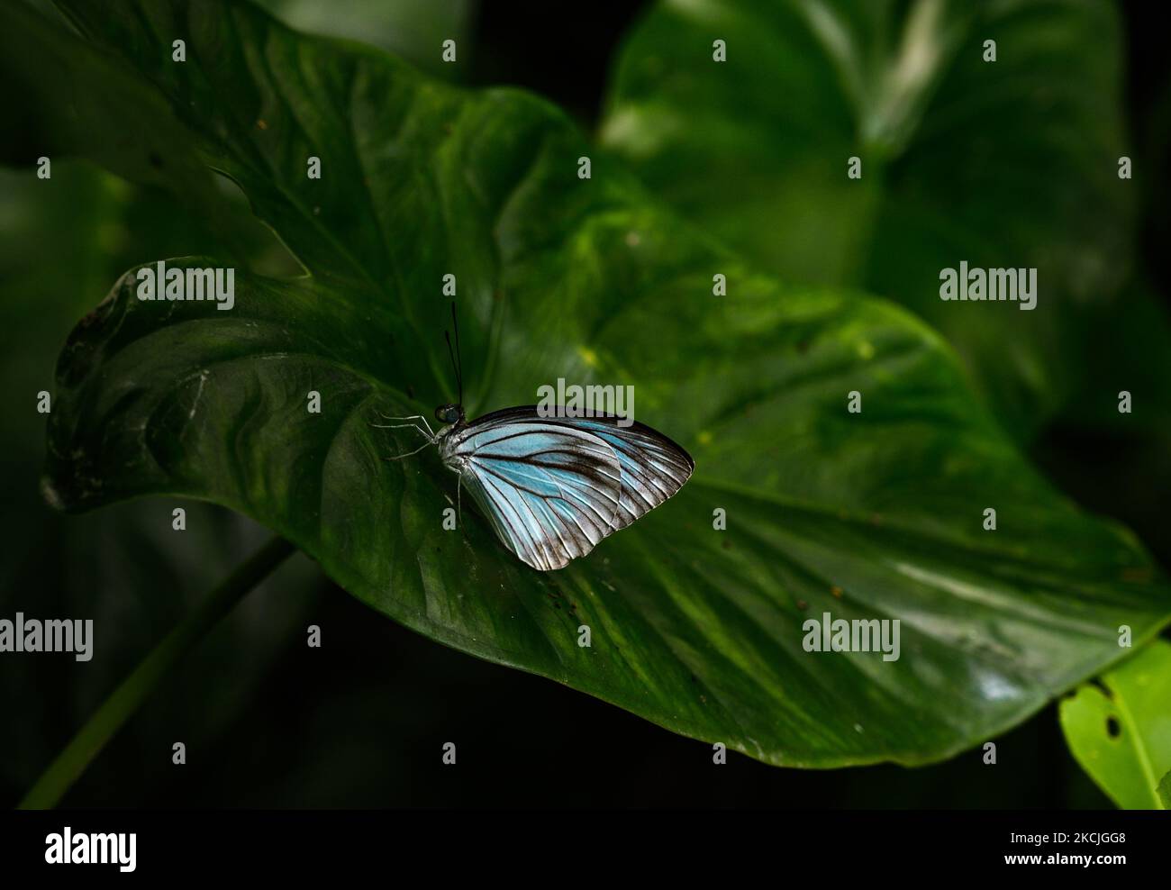 Indian wanderer butterfly hi-res stock photography and images - Alamy