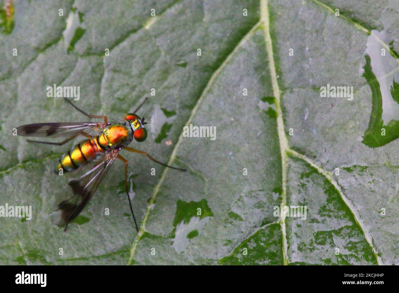 Long legged fly in nature hi-res stock photography and images - Alamy