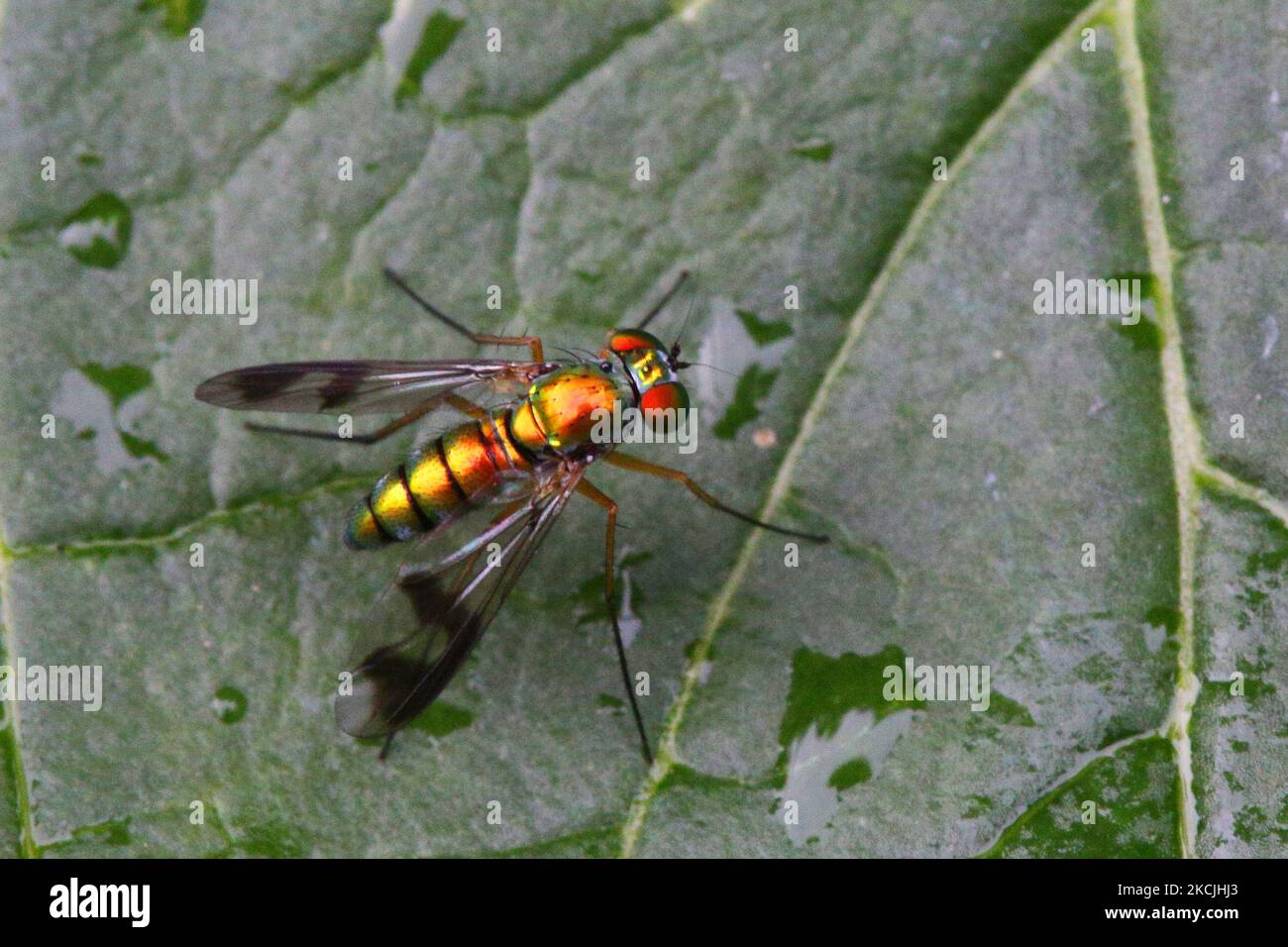 Long legged fly in nature hi-res stock photography and images - Alamy