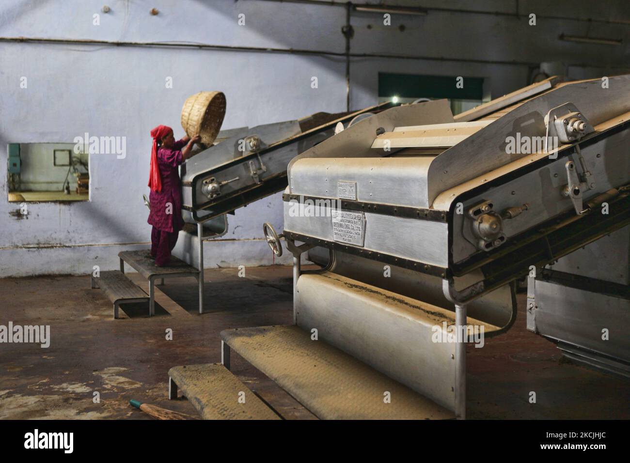Worker puts dried tea leaves into a machine to sort the tea by grade ...