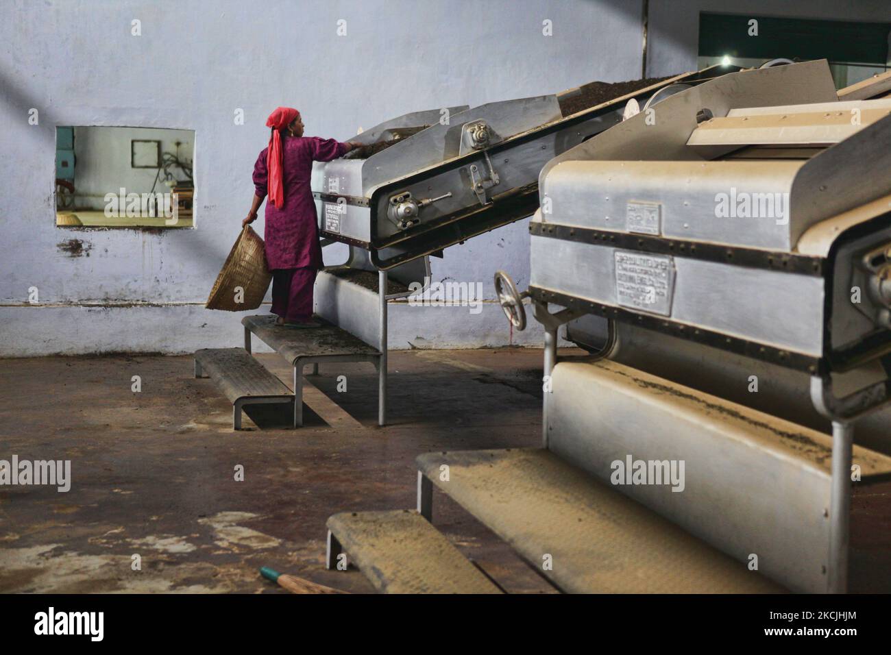 Worker puts dried tea leaves into a machine to sort the tea by grade ...