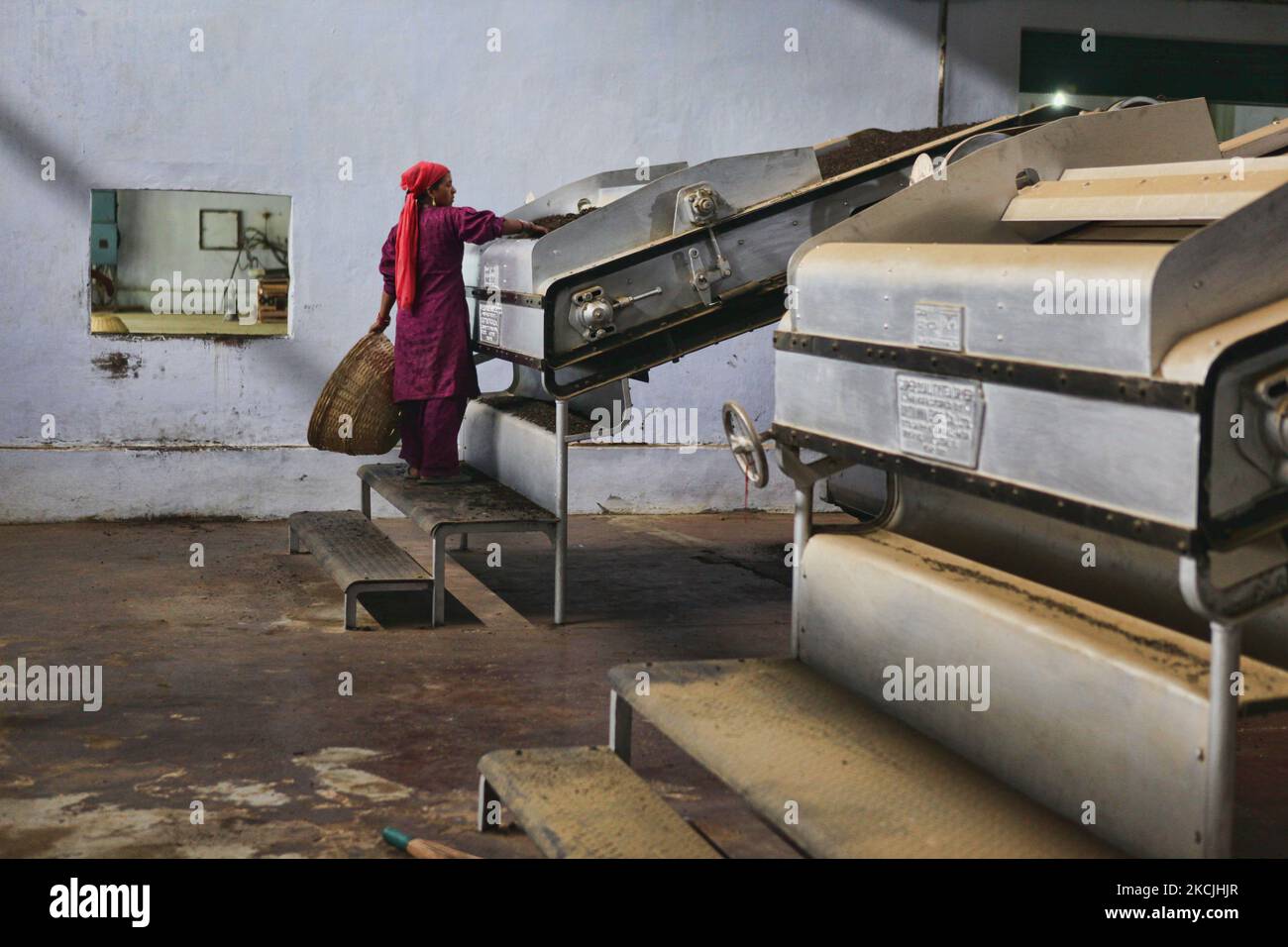 Worker puts dried tea leaves into a machine to sort the tea by grade ...