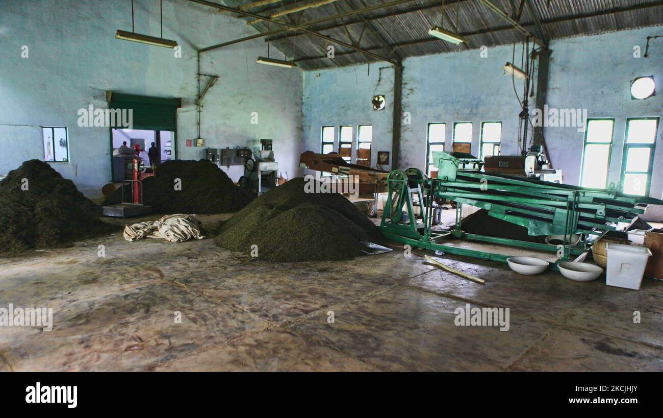 Baijnath government tea factory hi-res stock photography and images - Alamy