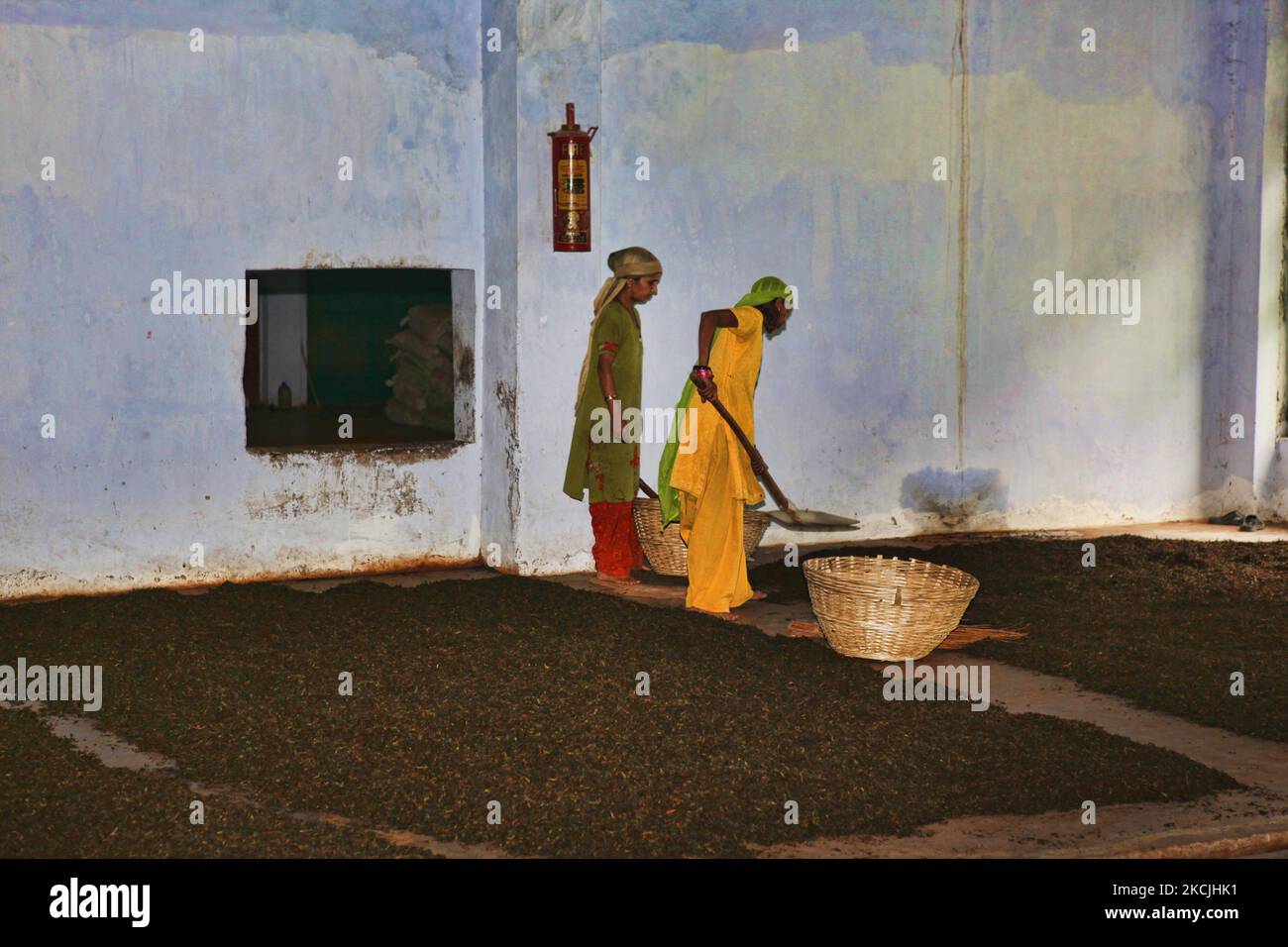 Workers gather piles of freshly roasted tea leaves which will then be ...