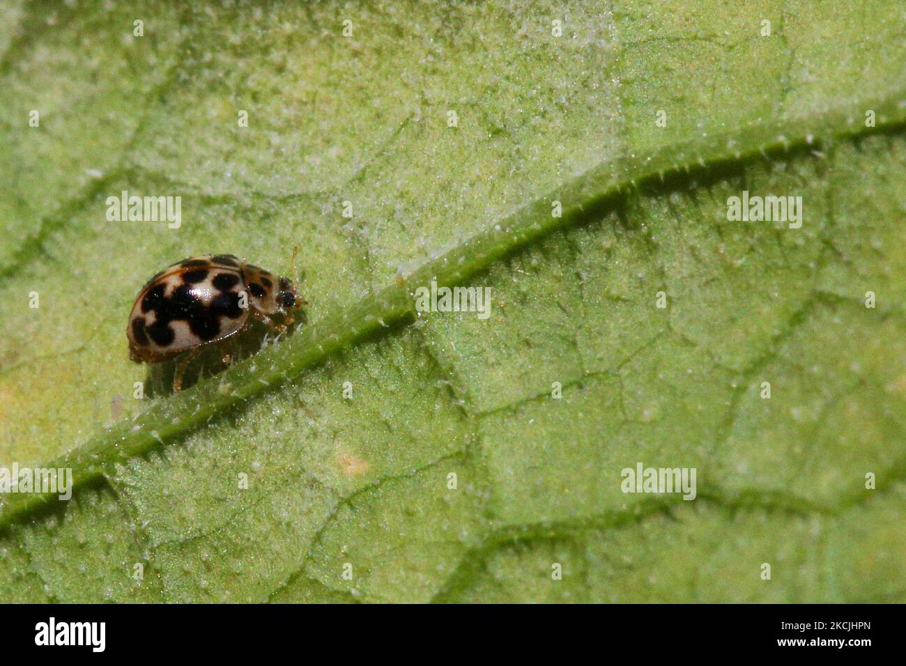 Twenty spotted lady beetle hi-res stock photography and images - Alamy