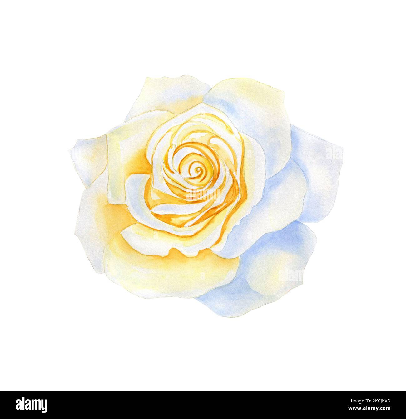 Blooming white rose bud watercolor hand drawn illustration. For wedding ...