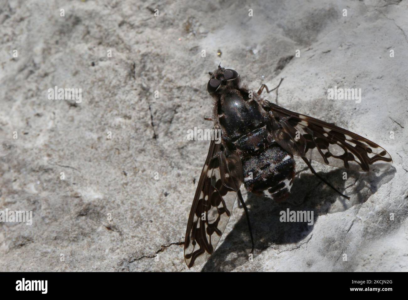 Tiger bee fly hi-res stock photography and images - Alamy