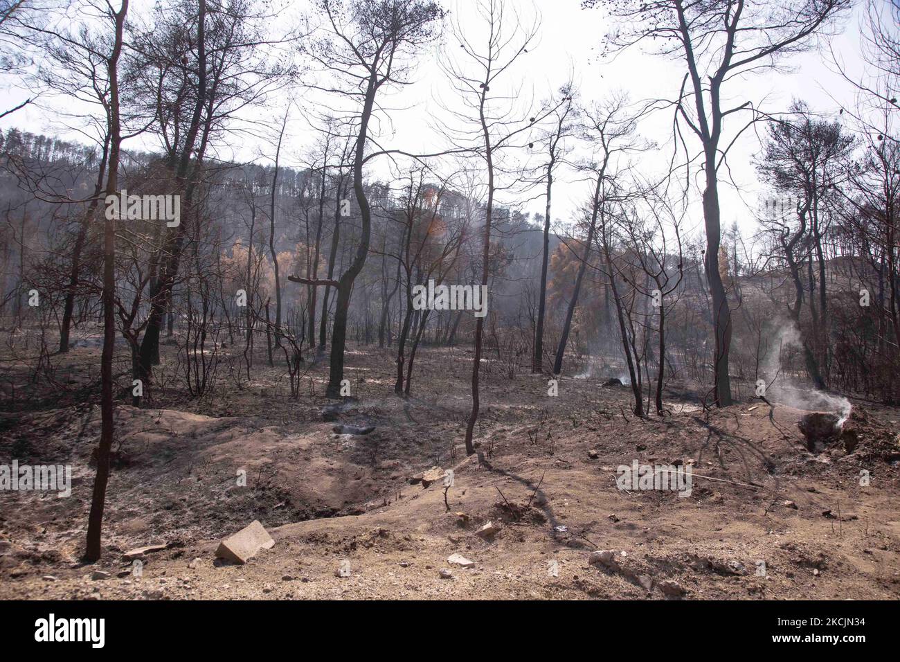 Firefighters extinguish little flames in the forest near Agia Anna. The ...