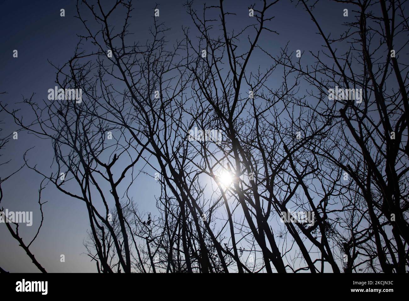 The sun between the burned branches of the trees. The aftermath of the ...
