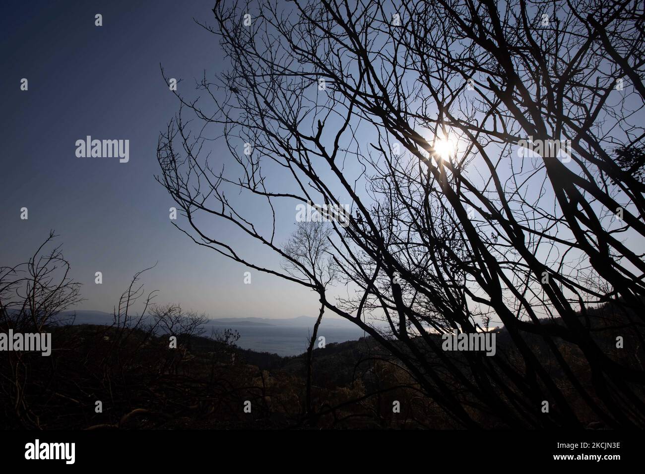 The sun between the burned branches of the trees. The aftermath of the ...