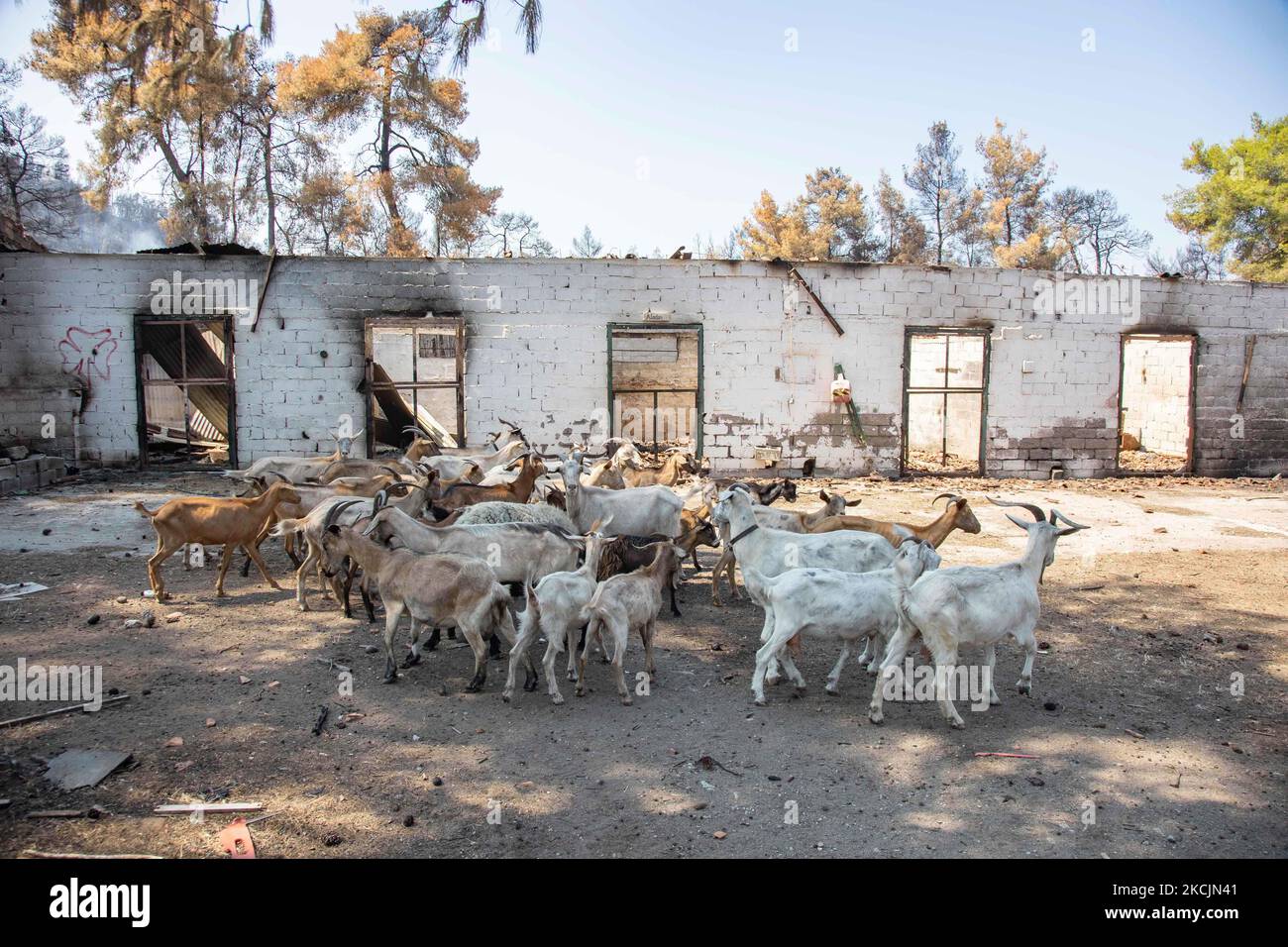 Livestock of goats are outside of their burned corral in Agia Anna. A ...