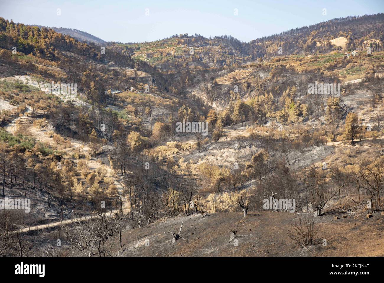 View of the burned area near Limni. The aftermath of the fires in ...