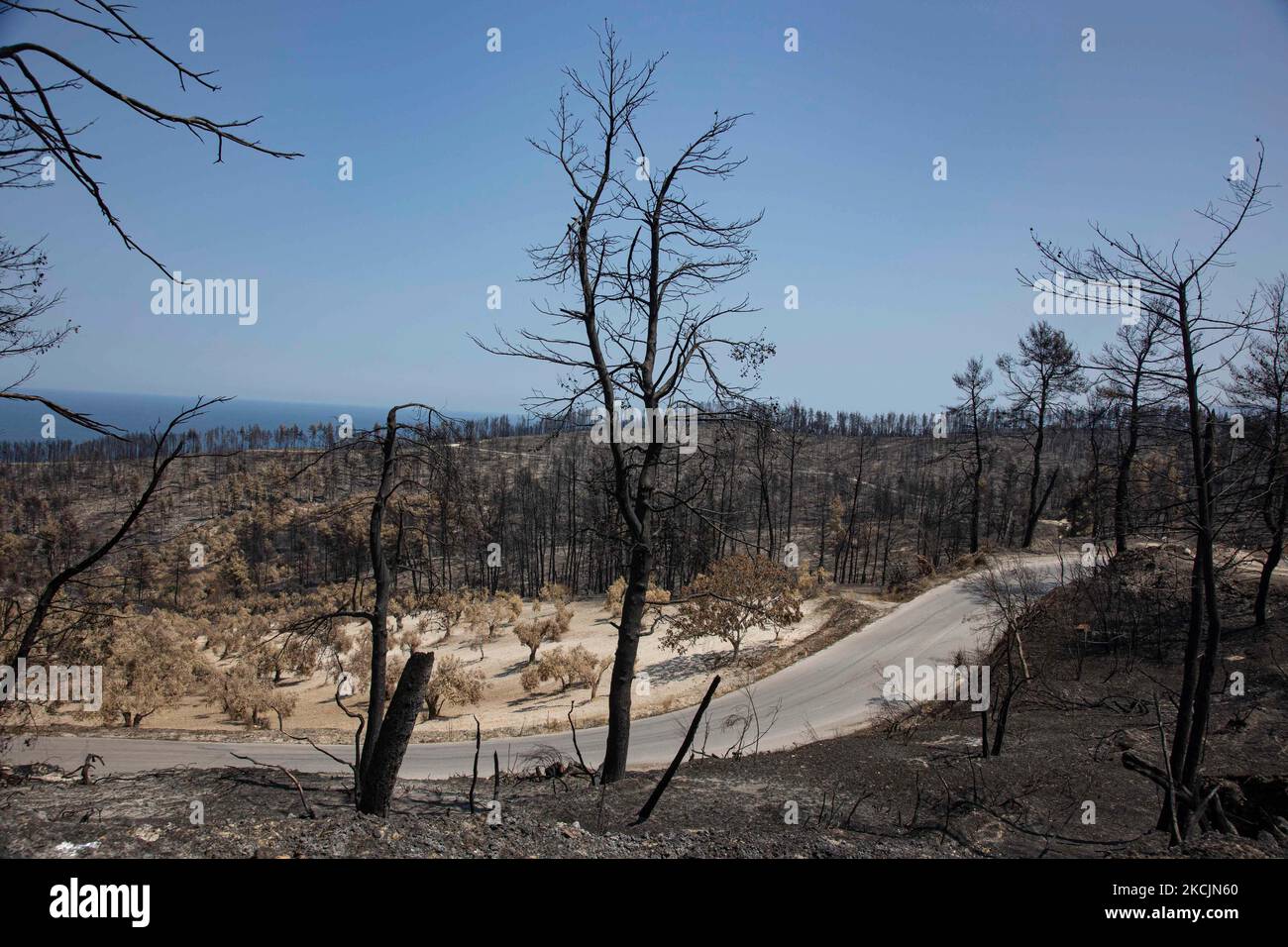 The view of the forest and the sea near Agia Anna. The aftermath of the ...