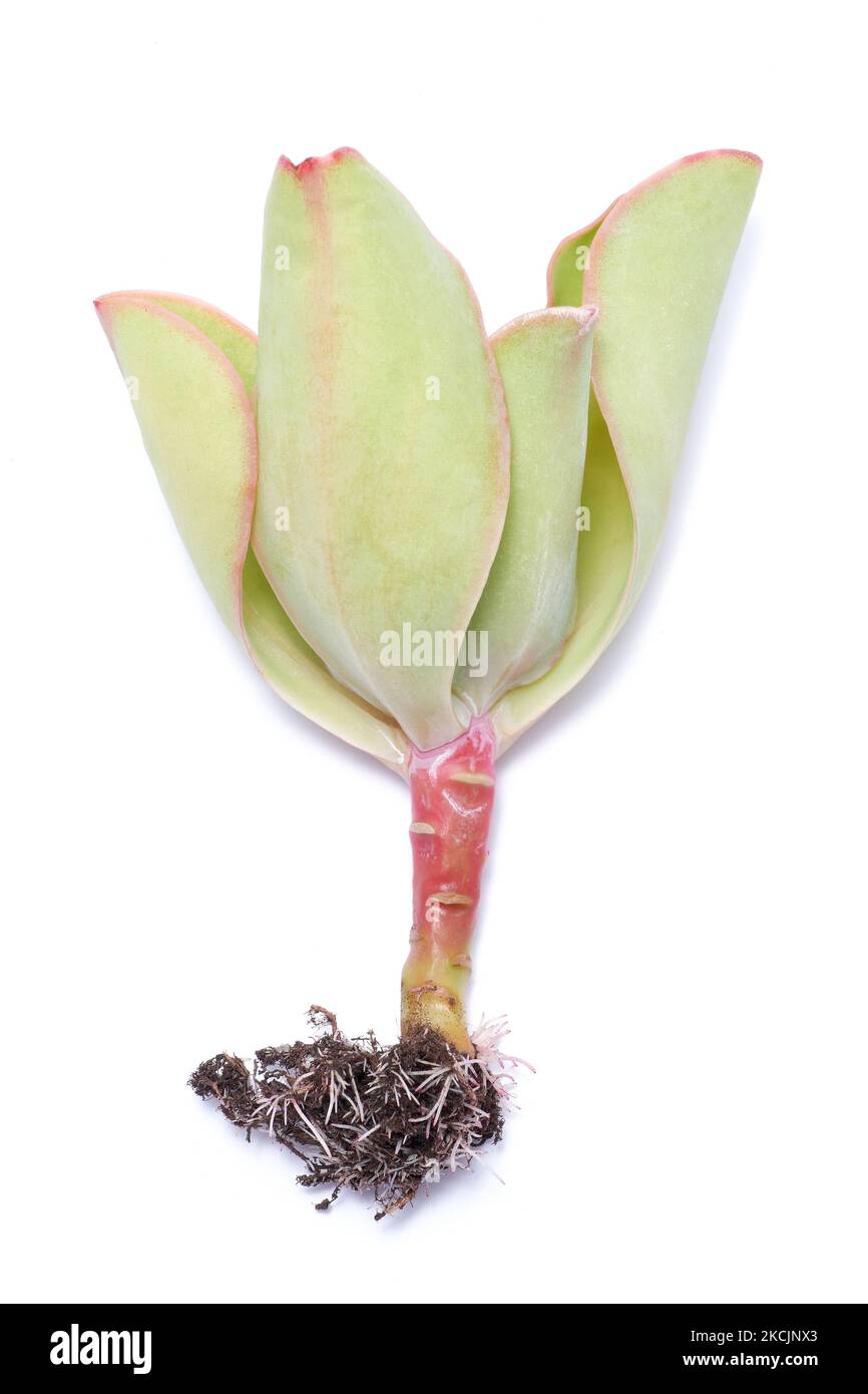 Echeveria Succulent rooted cutting Plant with roots Isolated on White ...