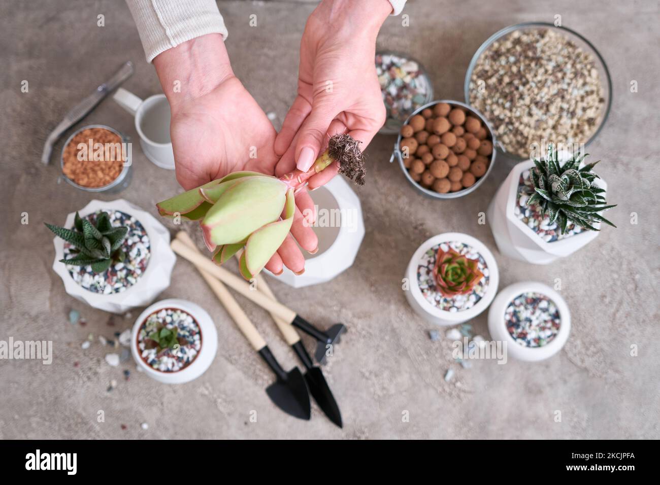 Woman holding Echeveria Succulent rooted cutting Plant with roots ready ...