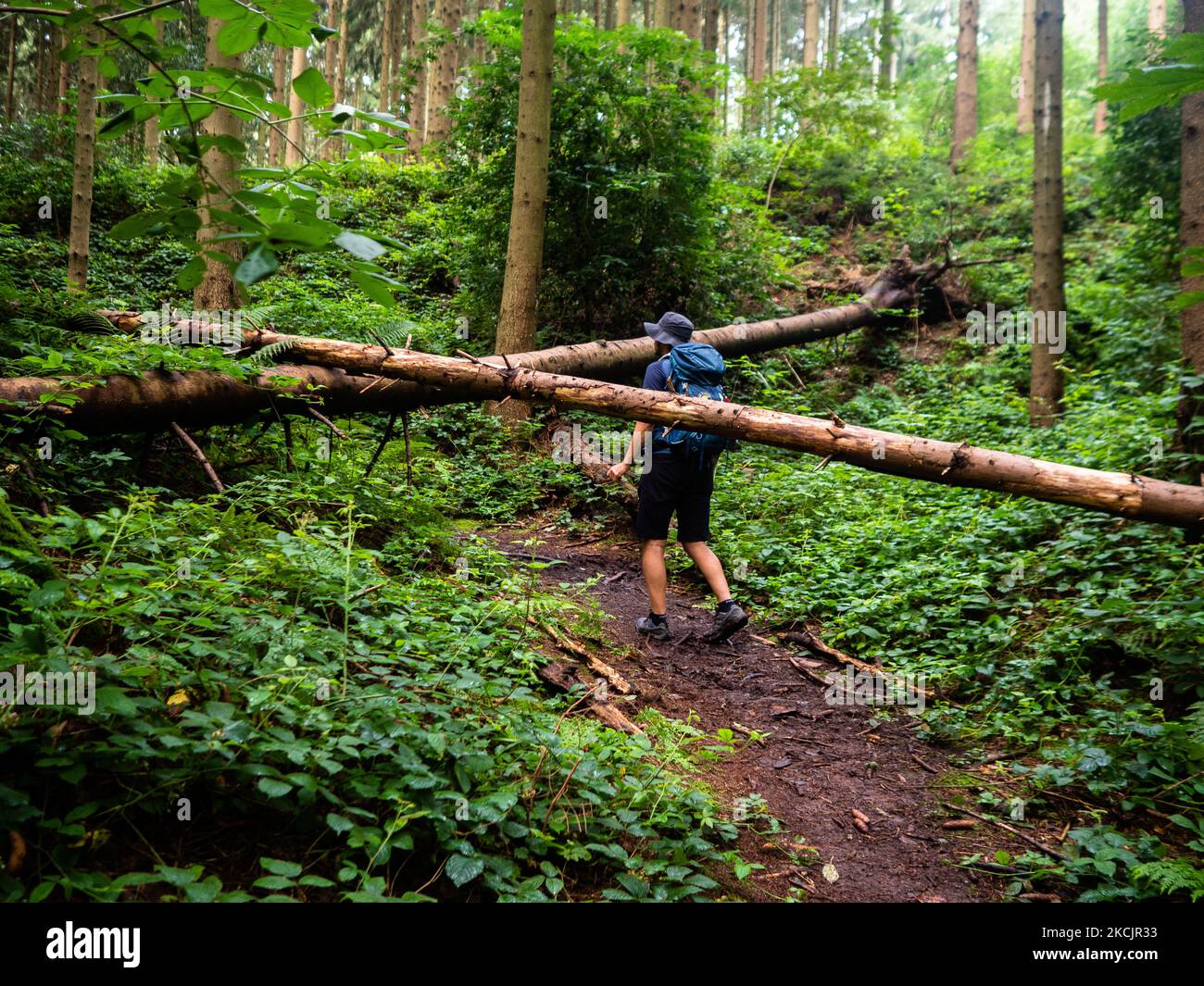 A man is walking through the forest that takes you to The ...