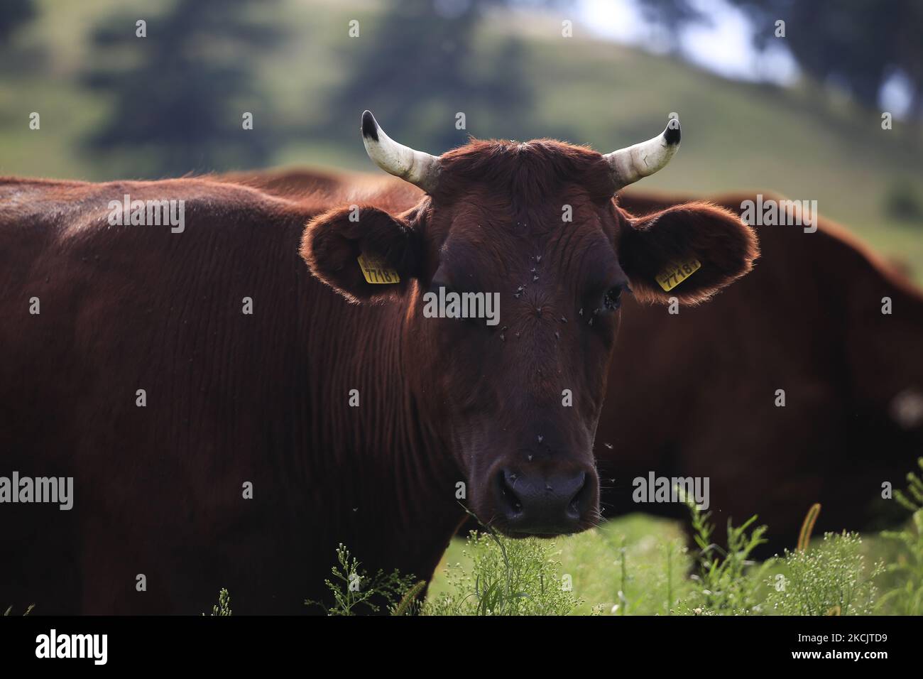 Cow breeding seen near Krynki on August 14, 2021. (Photo by Maciej ...