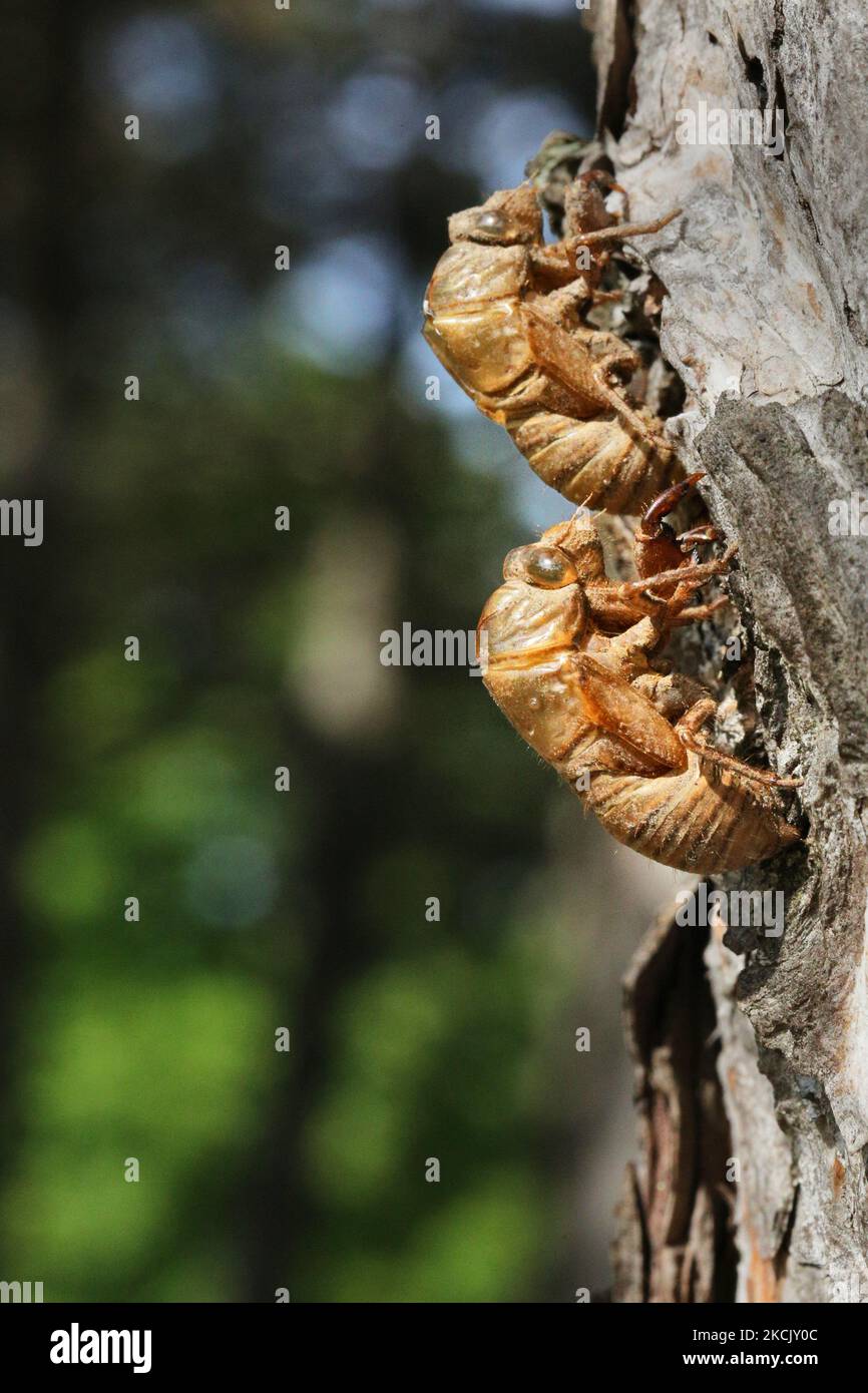 Heatbugs hi-res stock photography and images - Alamy