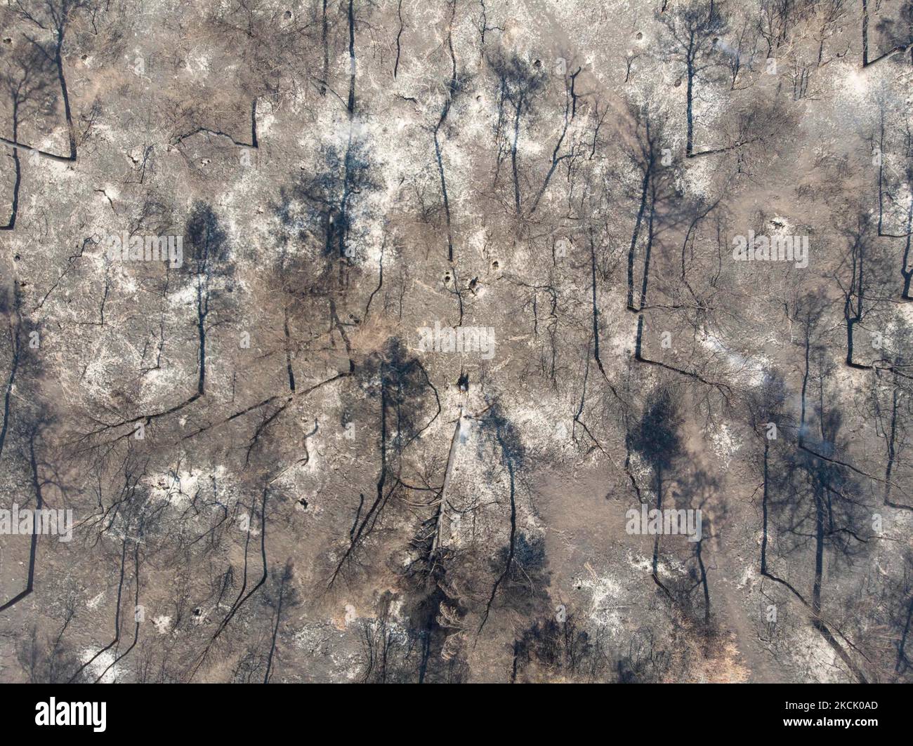 Burned Forest Birds Eye View