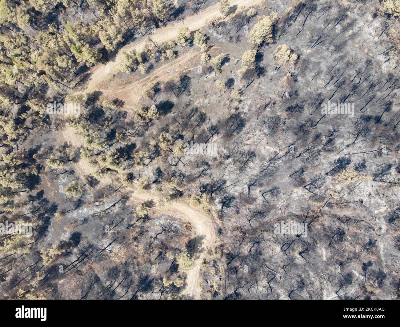 Burned forest in Northern Evia. Panoramic aerial bird's eye view of a ...