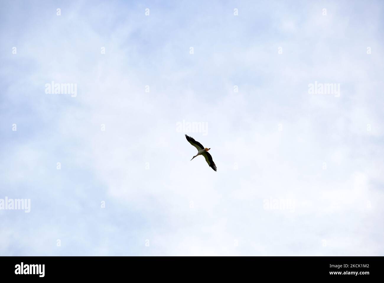 Stork bird with spread wings flying, soaring high in blue sky Stock ...