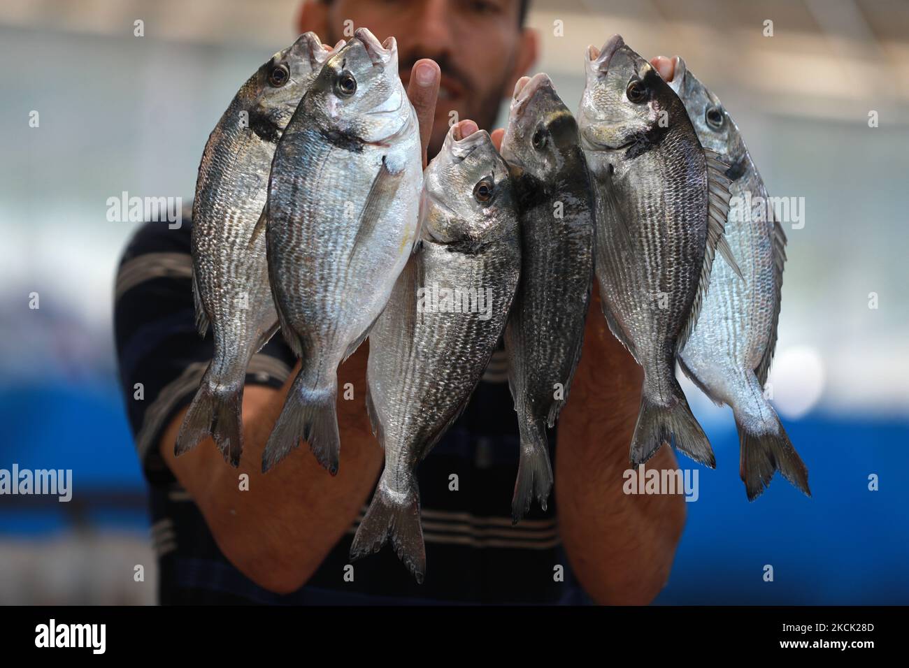 A Palestinian worker display fishs in one of the fish farming project ...