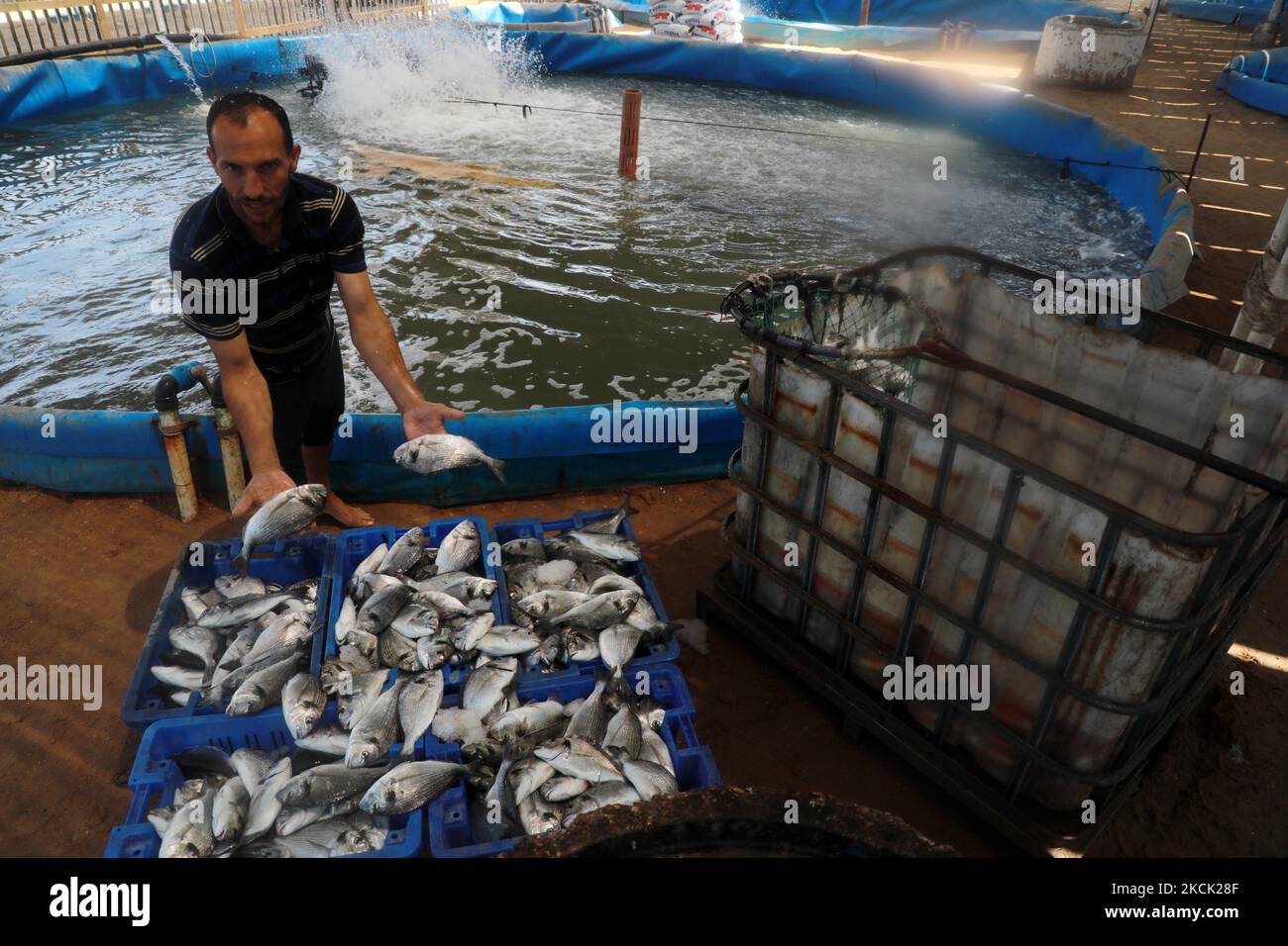 Palestinians extracts fish from a pond in one of the fish farming ...