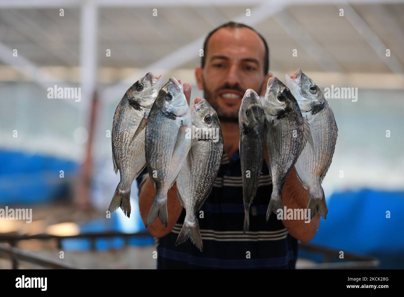 A Palestinian worker display fishs in one of the fish farming project ...