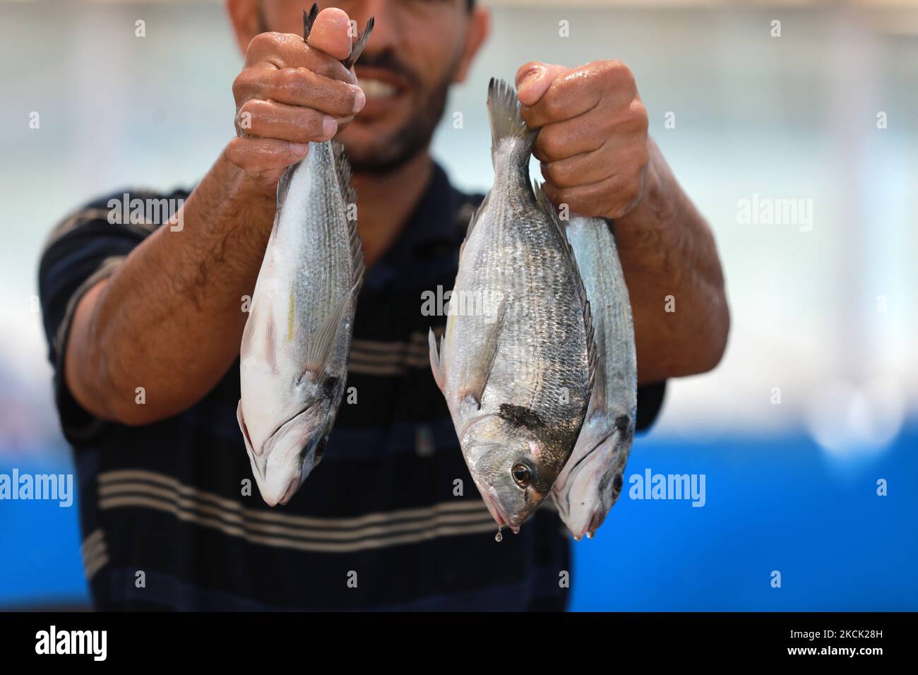 A Palestinian worker display fishs in one of the fish farming project ...