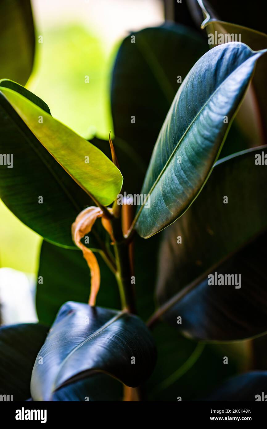Rubber fig's big smooth green leaves in the pot Stock Photo - Alamy
