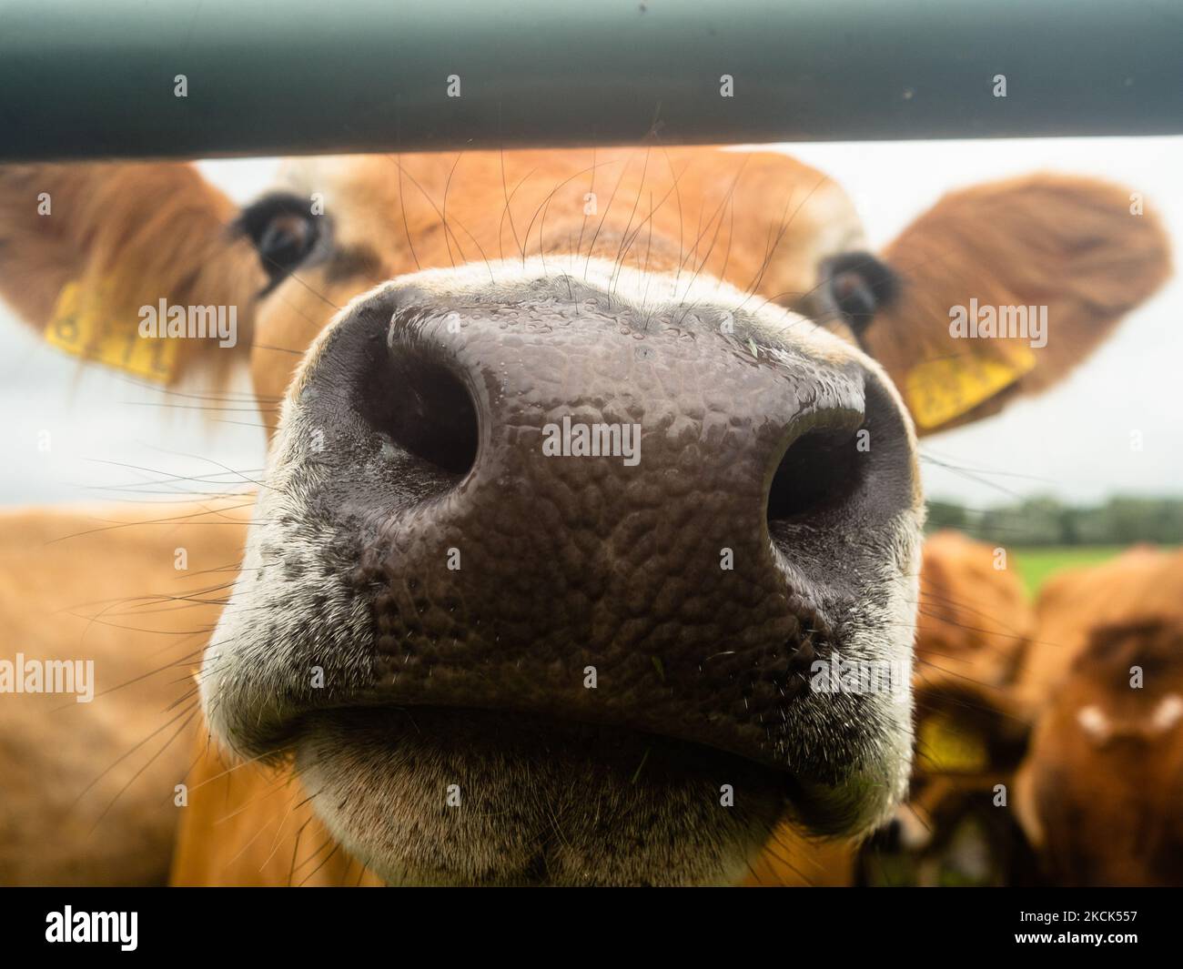 A cow is looking closely at the camera, somewhere close to the city of ...