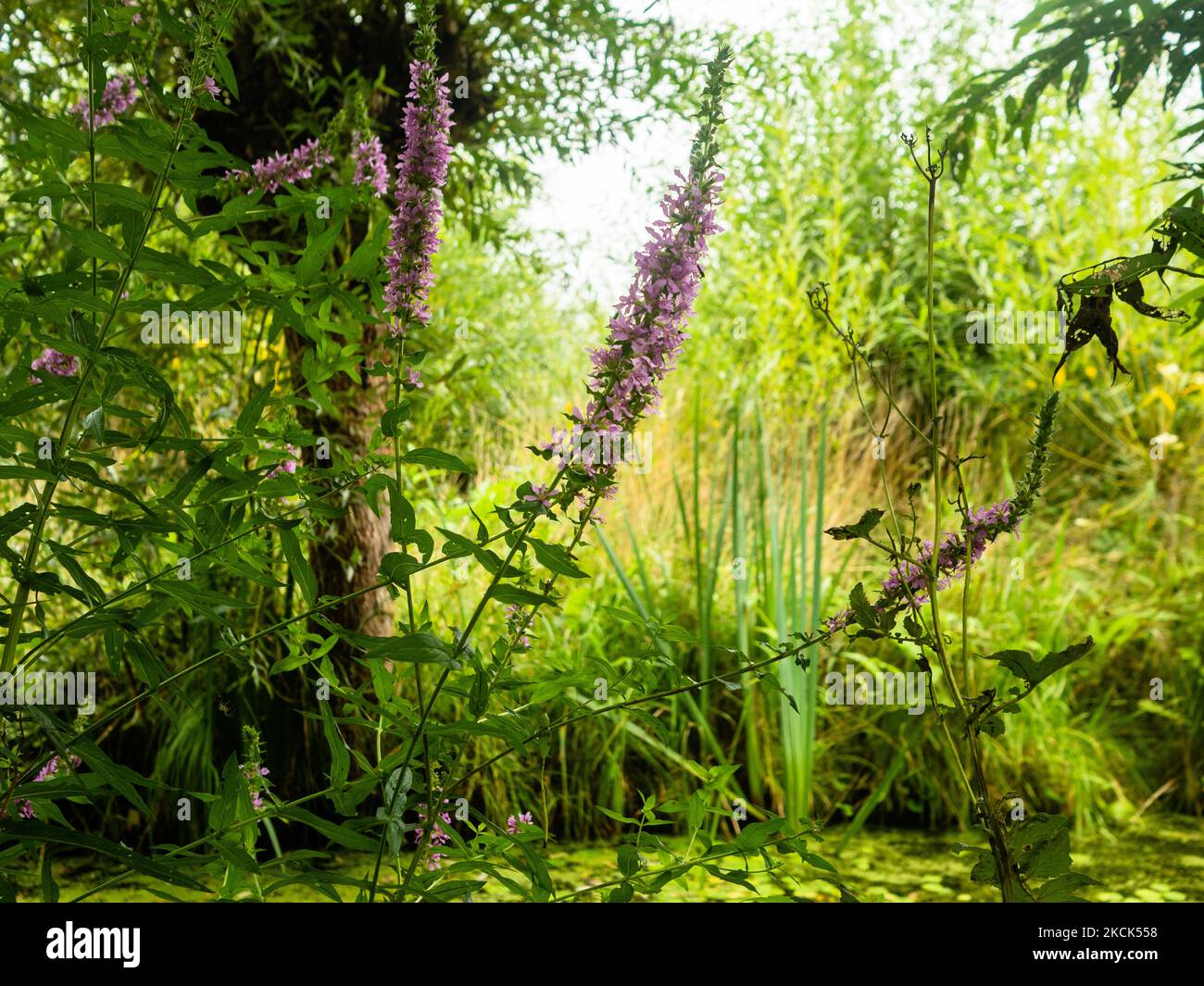 50 millimeters hi-res stock photography and images - Alamy